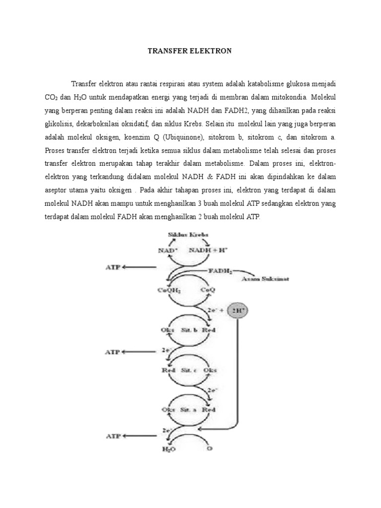 Transfer Elektron | PDF
