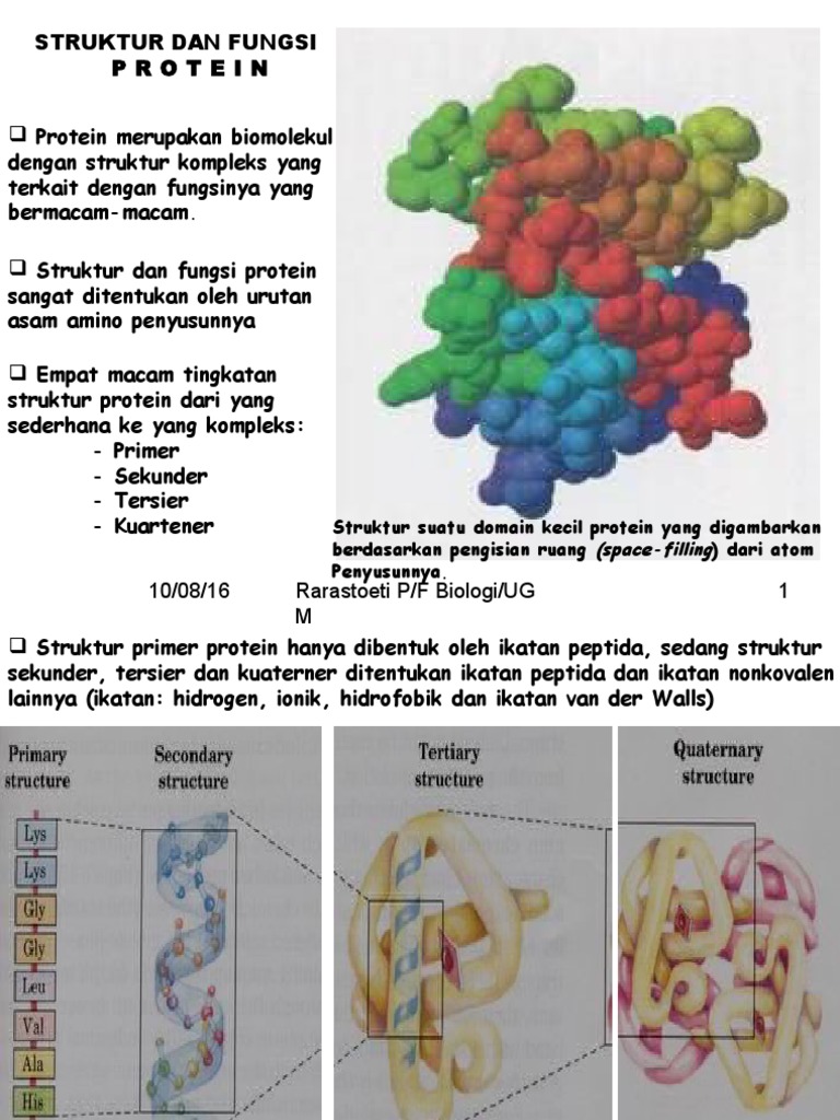 Struktur Dan Fungsi Protein | PDF