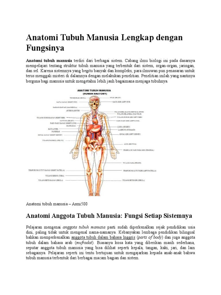 Anatomi Tubuh Manusia Lengkap Dengan Fungsinya | PDF