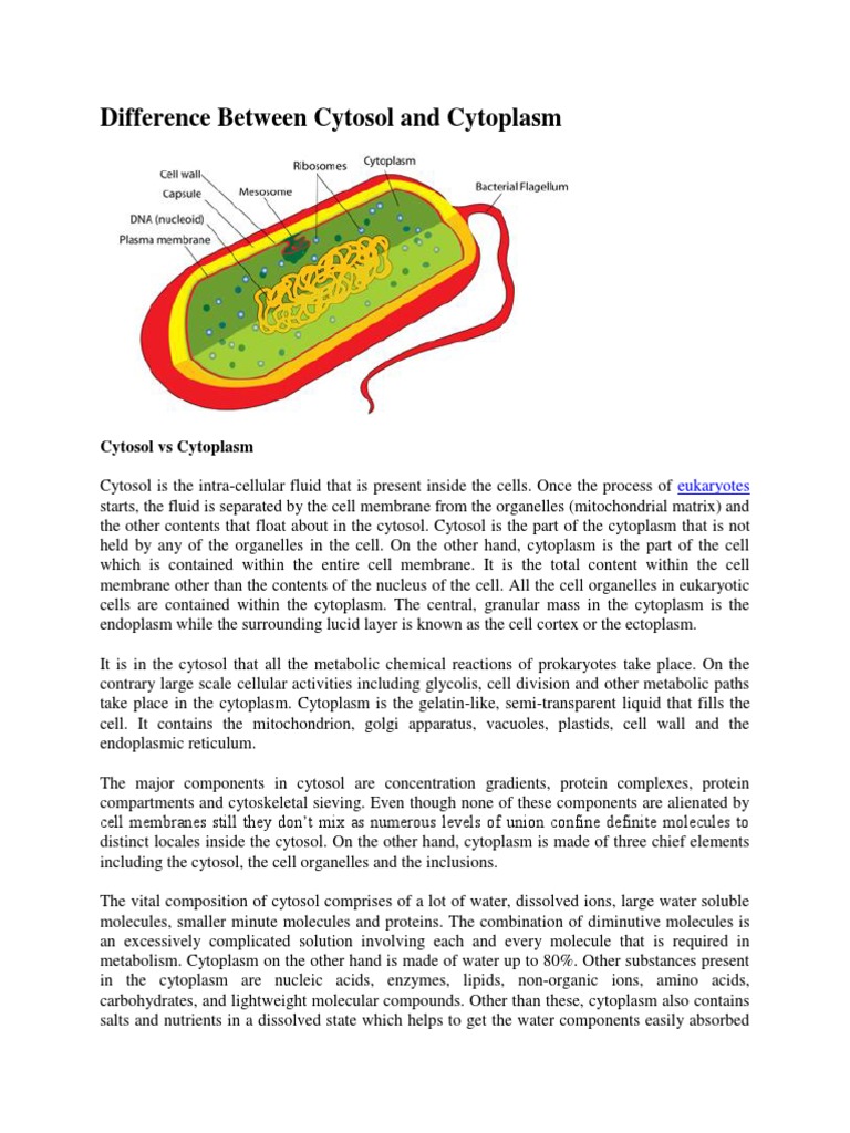 Cytosol vs. Cytoplasm Explained | PDF | Cytosol | Cytoplasm