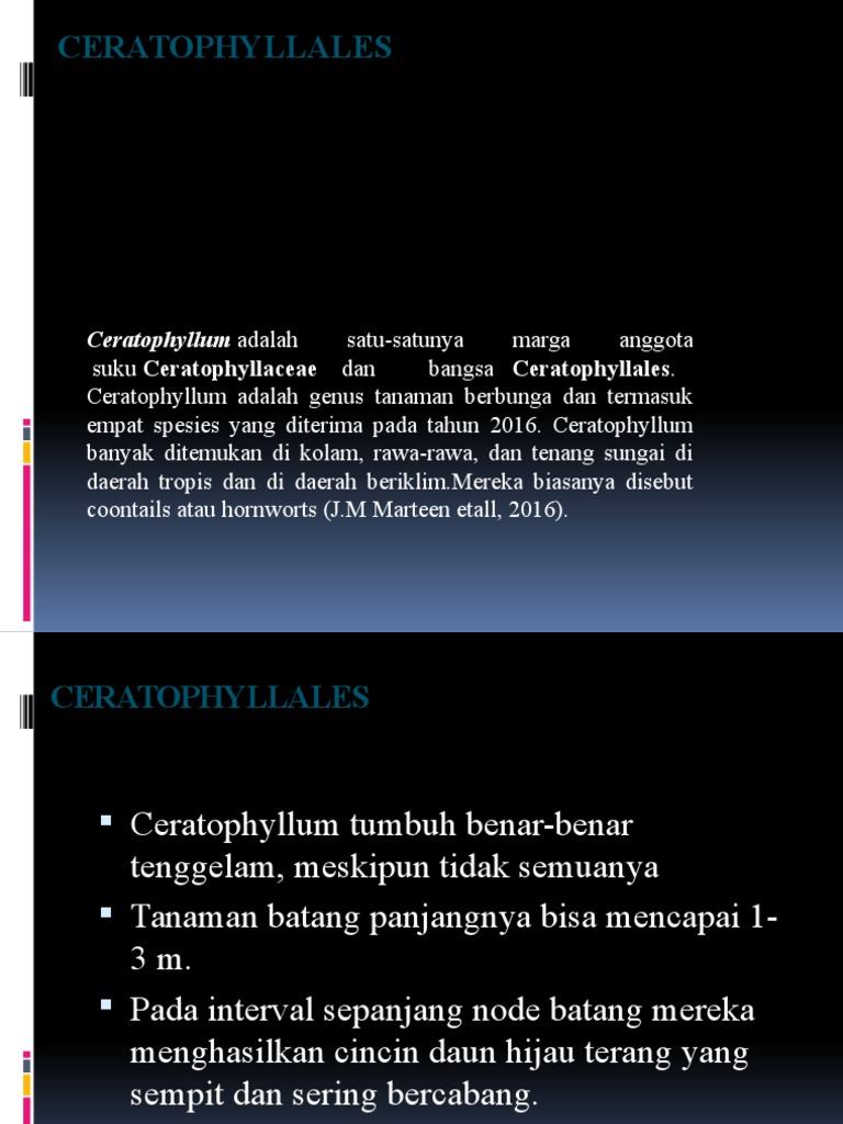 Genus Ceratophyllum dalam Ceratophyllales | PDF | Griya & Taman