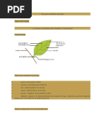 Limbo | PDF | Hoja | Botánica