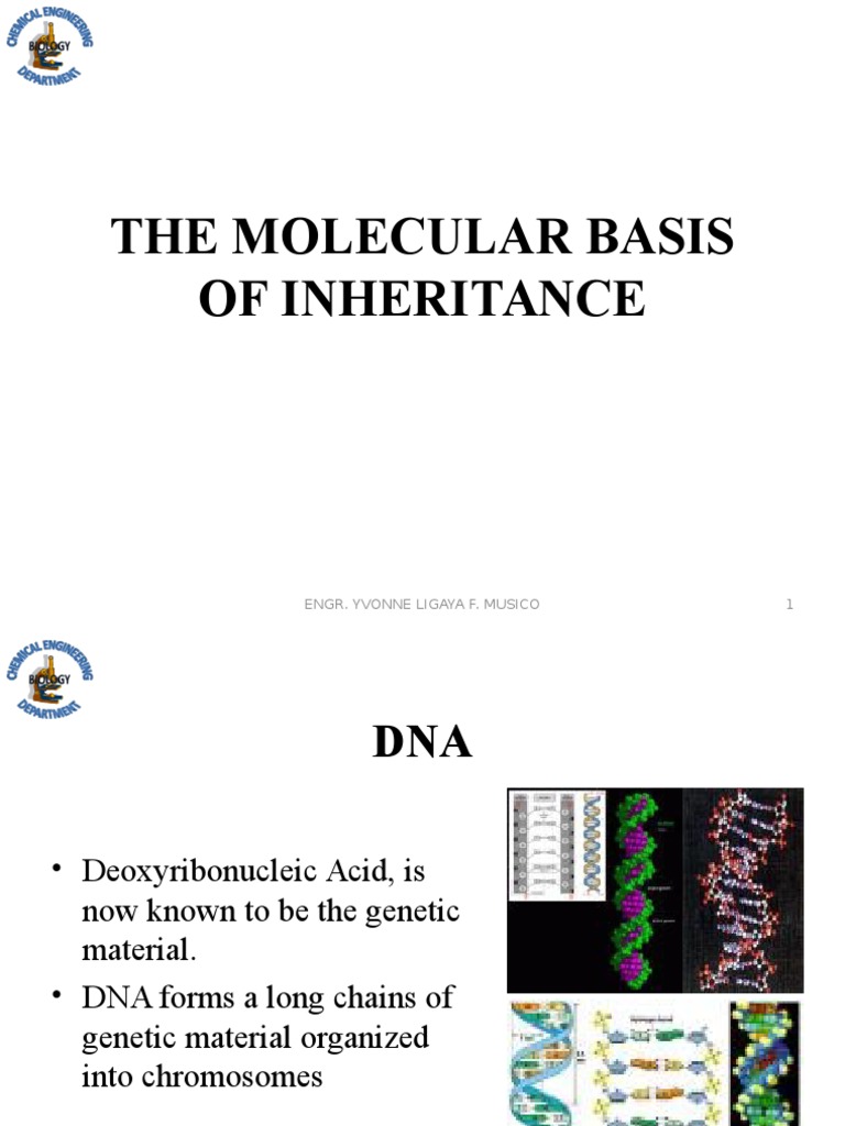Chapter 8 - Molecular Basis of Inheritance | PDF | Rna | Dna