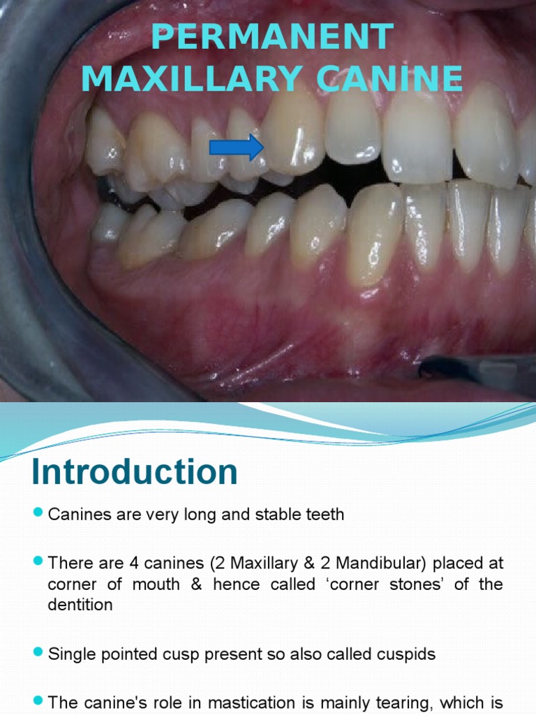 Permanent Maxillary Canine | PDF | Physiognomy | Tooth