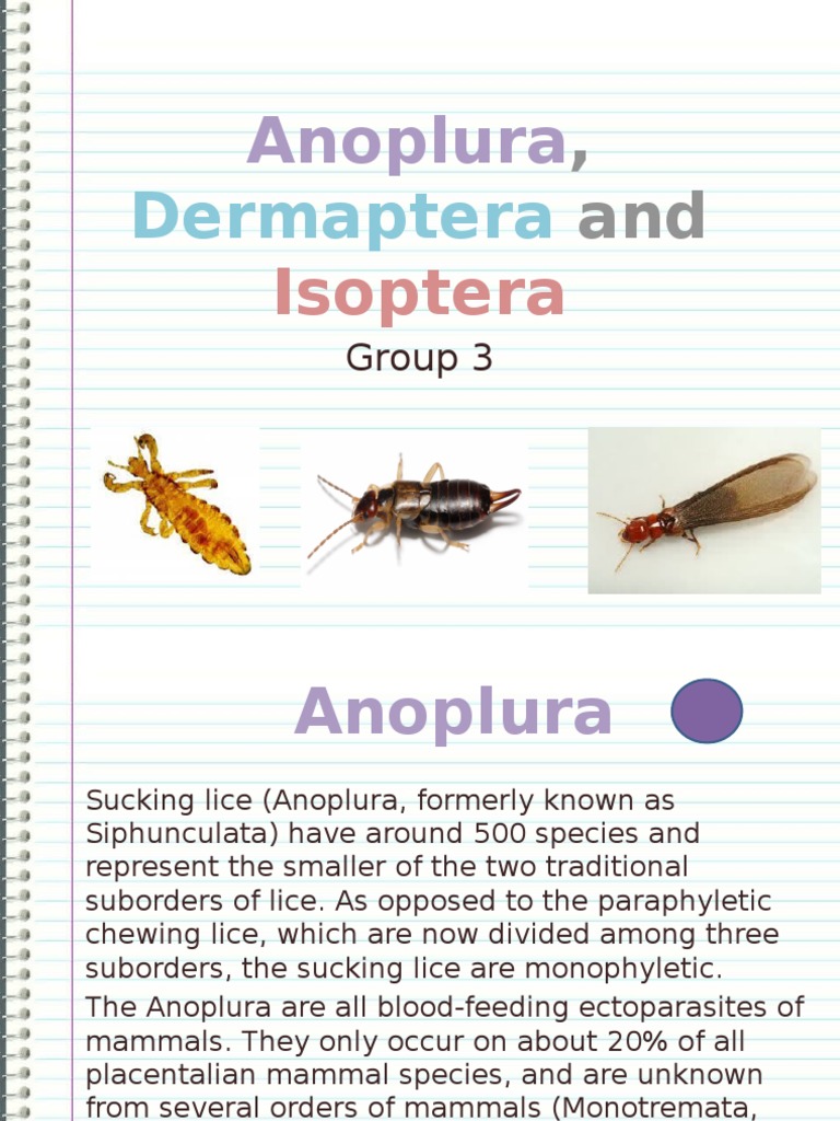 Anoplura: Dermaptera | PDF | Insects | Living Fossils