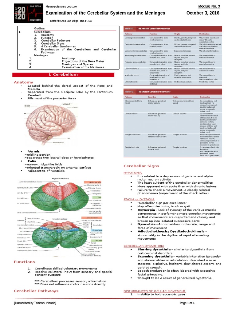 Examination of Cerebellum and Meninges | Cerebellum | Nervous System