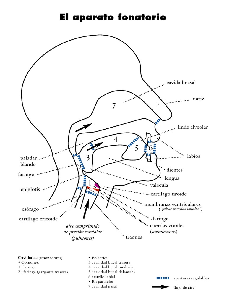 El aparato fonatorio humano | PDF | Sonido | Producción de sonido