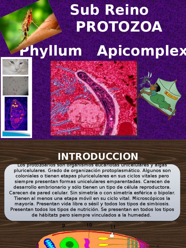 Phylum Apicomplexa | Ciencias de la tierra y de la vida | Ciencias de ...