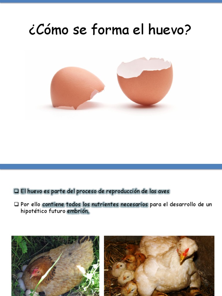 Formación Del Huevo | Huevo | Calcio
