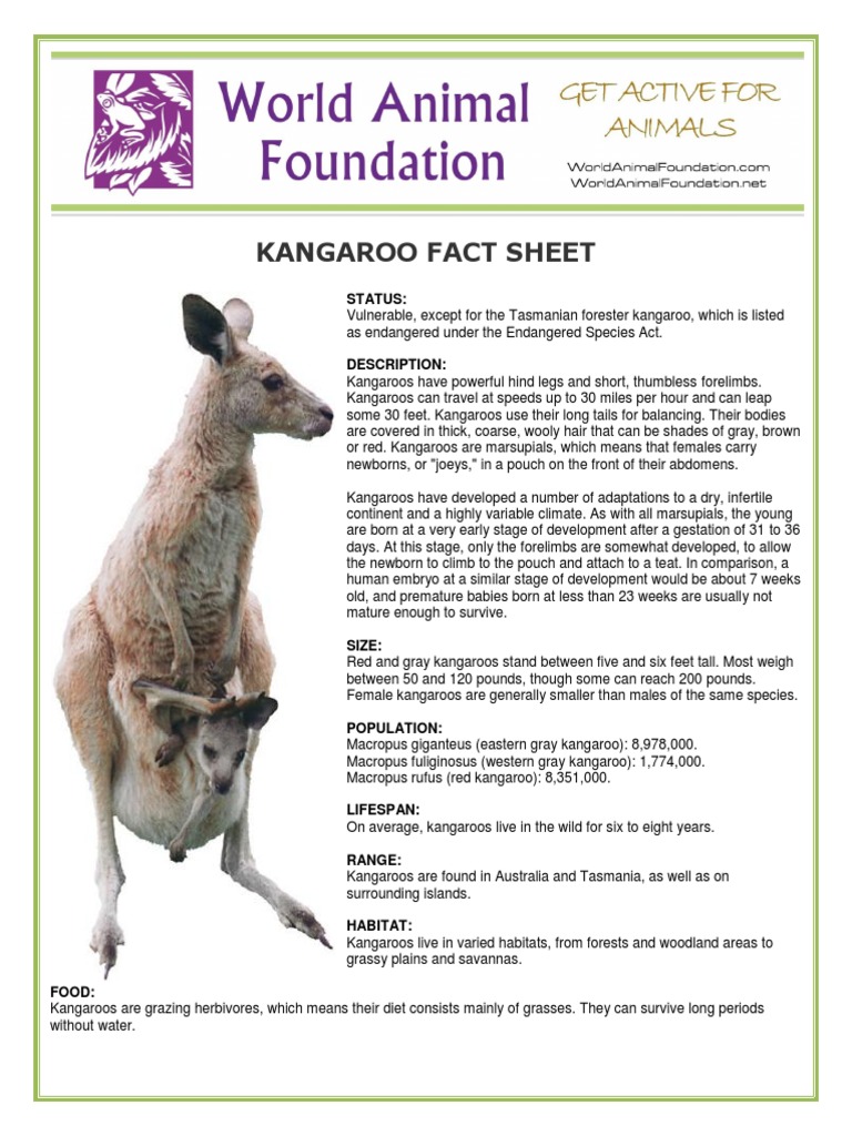 Kangaroo | PDF