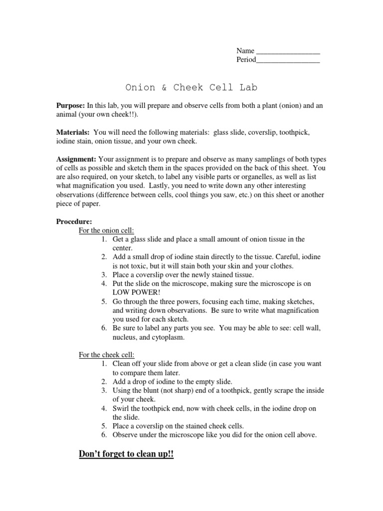 Onion and Cheek Cell Observation Lab | PDF | Home & Garden