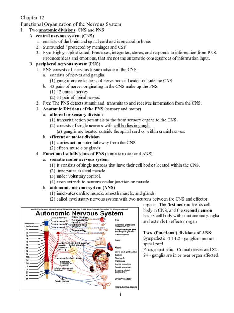 Nervous System Notes | PDF | Chemical Synapse | Neurotransmitter