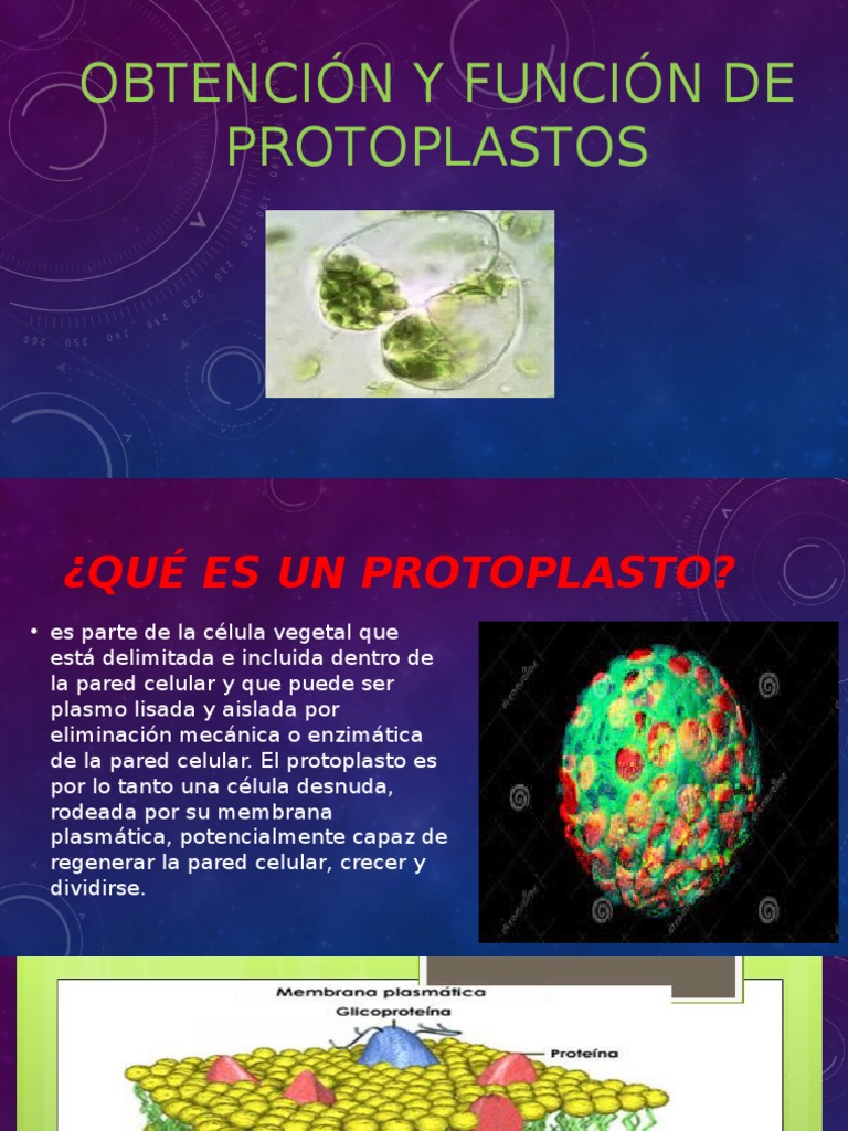 Obtención y Función de Protoplastos | Ingeniería genética | Biología ...