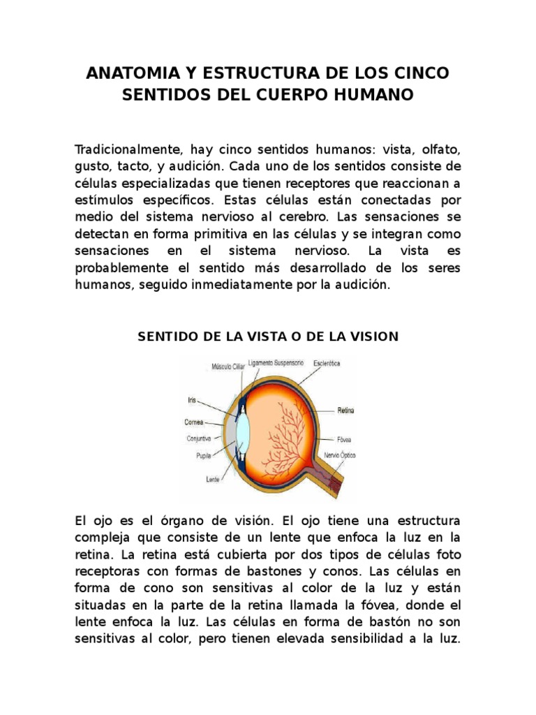 Anatomia y Estructura de Los Cinco Sentidos Del Cuerpo Humano | PDF ...