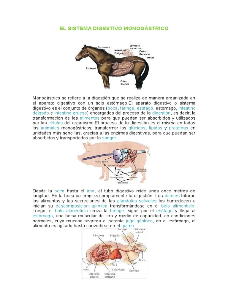 El Sistema Digestivo Monogástrico Pdf Sistema Digestivo Humano