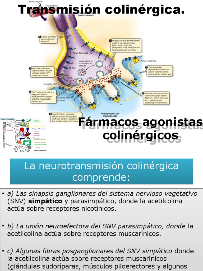 Transmisión colinérgica | Acetilcolina | Sinapsis