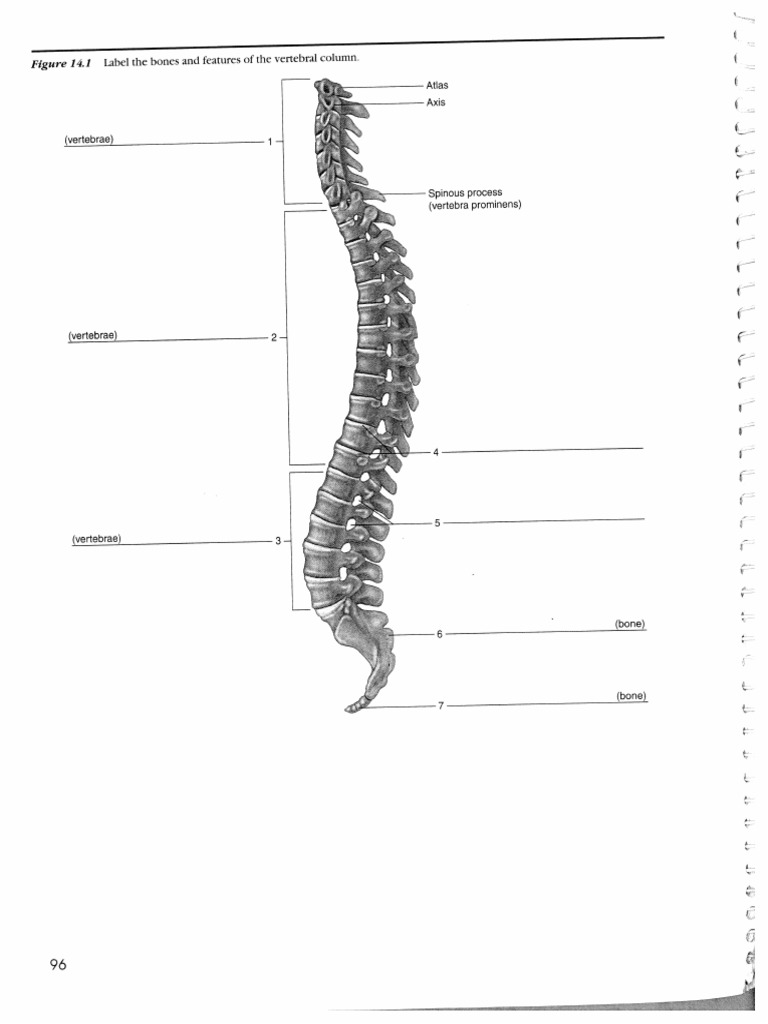 Vertebrae, Thoracic Cage Diagram Assignment | PDF