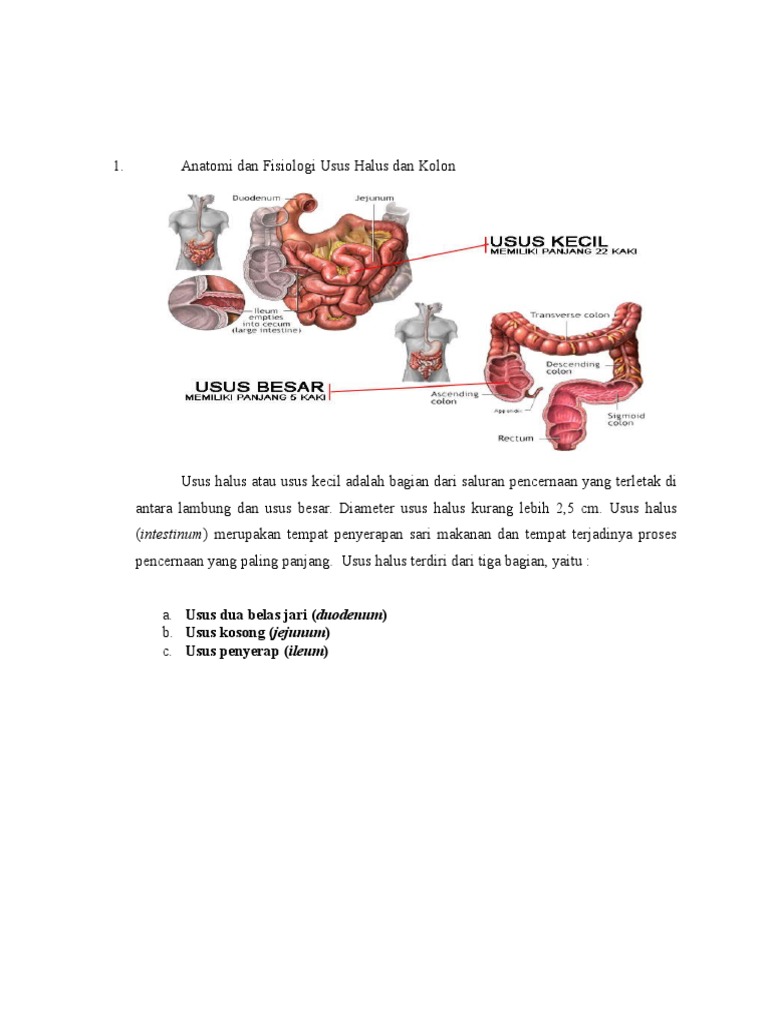 Anatomi Dan Fisiologi Usus Halus Dan Kolon | PDF | Kajian Bahasa Asing ...
