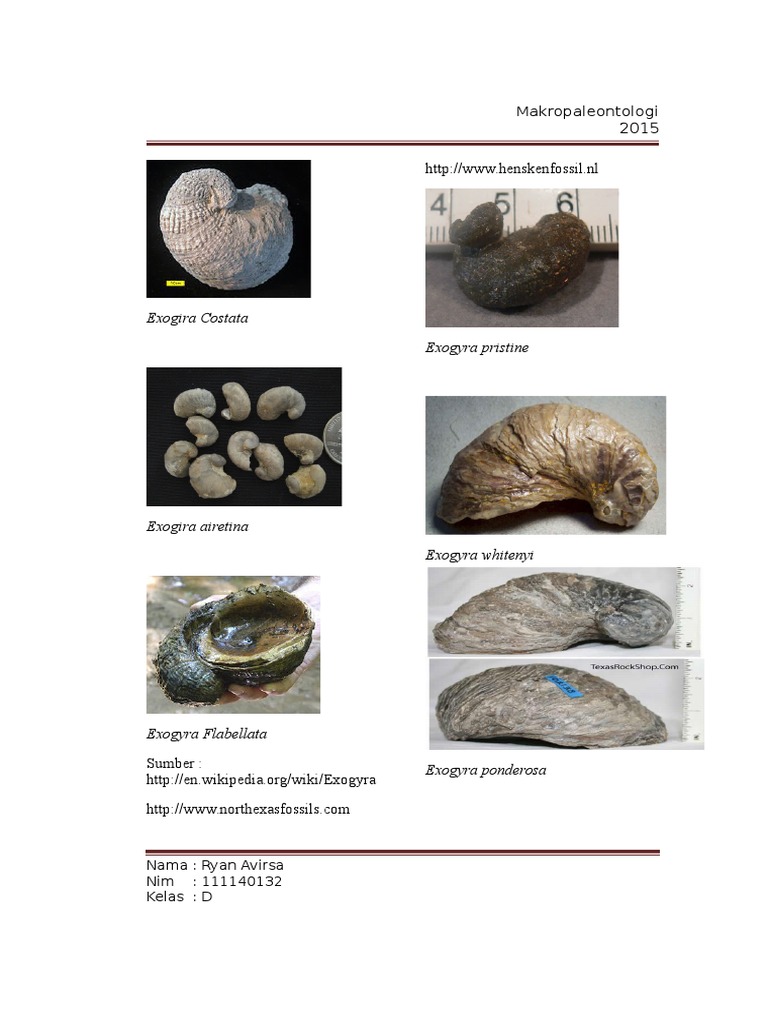 Exogira Species in Makropaleontologi | PDF