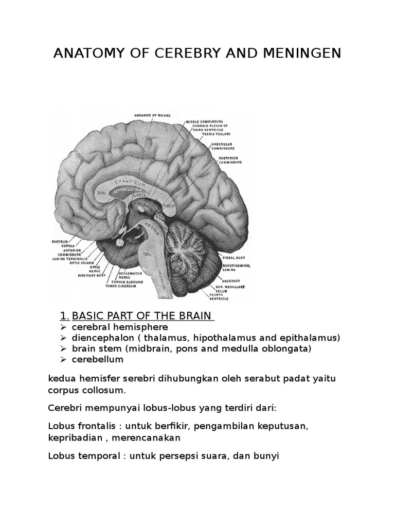Anatomy of Cerebry and Meningen | PDF
