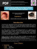 Enterobius vermicularis: Ciclo y Tratamiento | PDF | Epidemiología ...