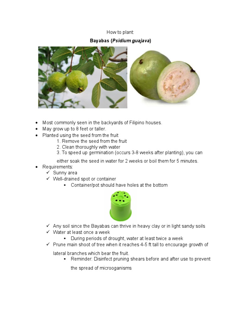 How To Plant Bayabas | PDF