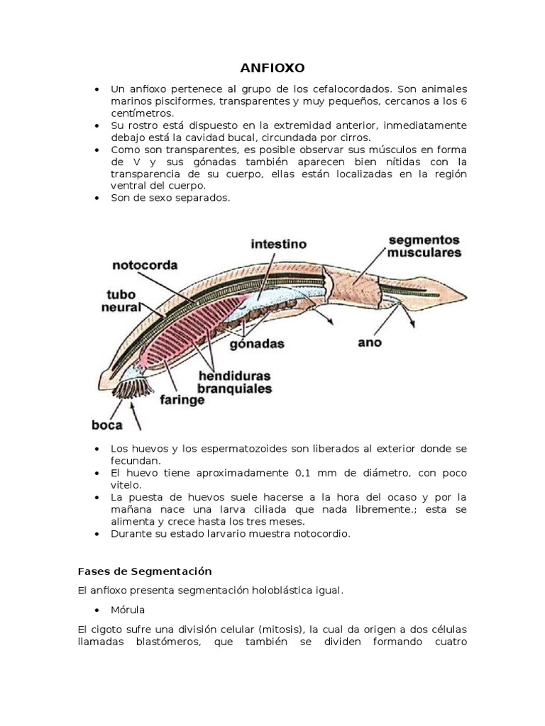 ANFIOXO | Zoología | Reproducción