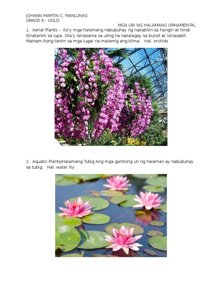 Mga Uri Ng Halamang Ornamental