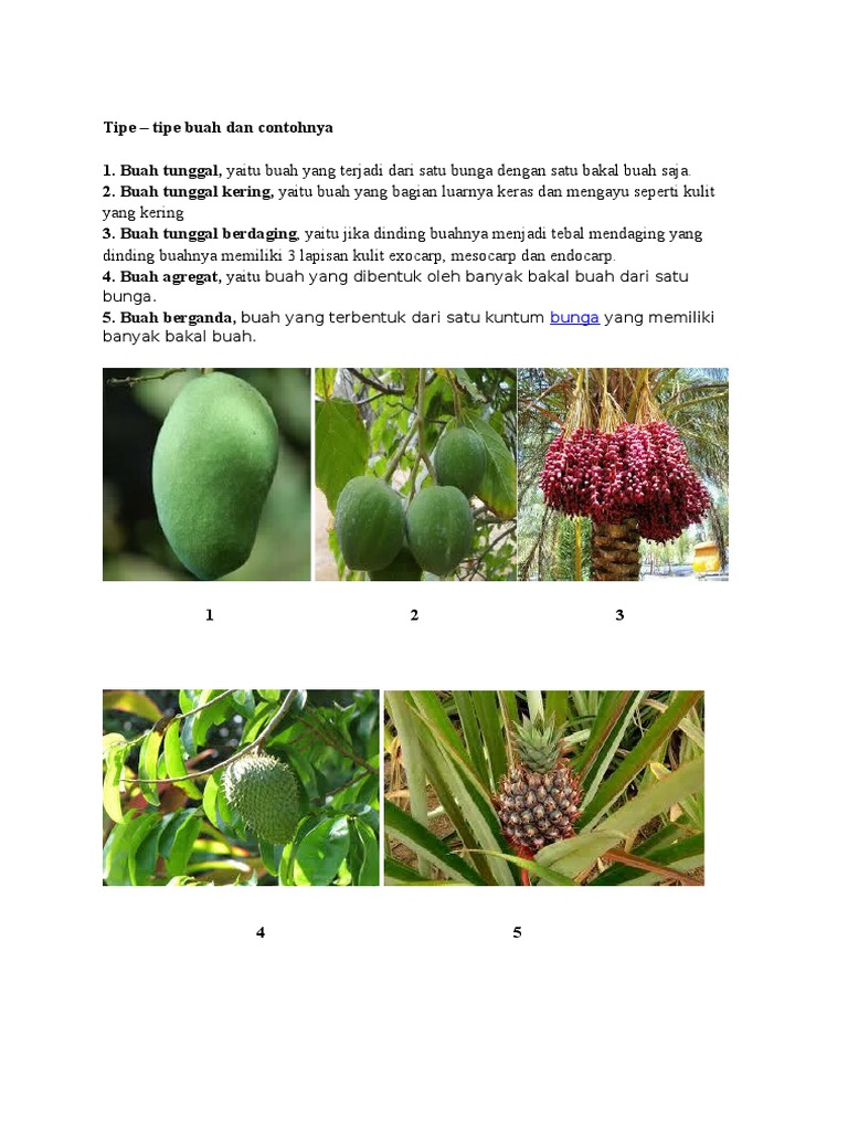 Tipe-Tipe Buah Dan Contohnya | PDF