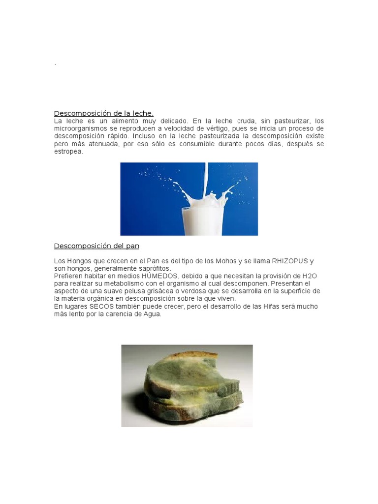 Descomposición de Los Alimentos | PDF