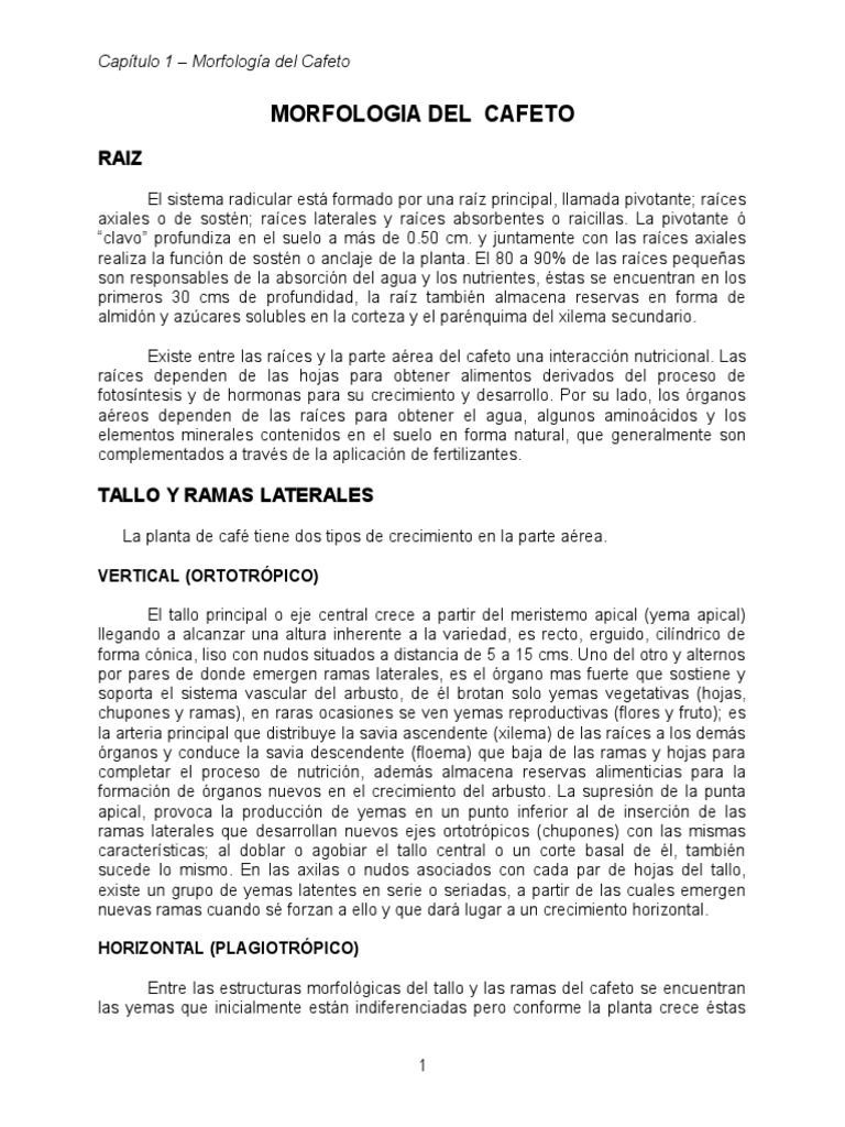 Morfología del Cafeto: Estructuras y Funciones | PDF | Raíz | Tallo de ...