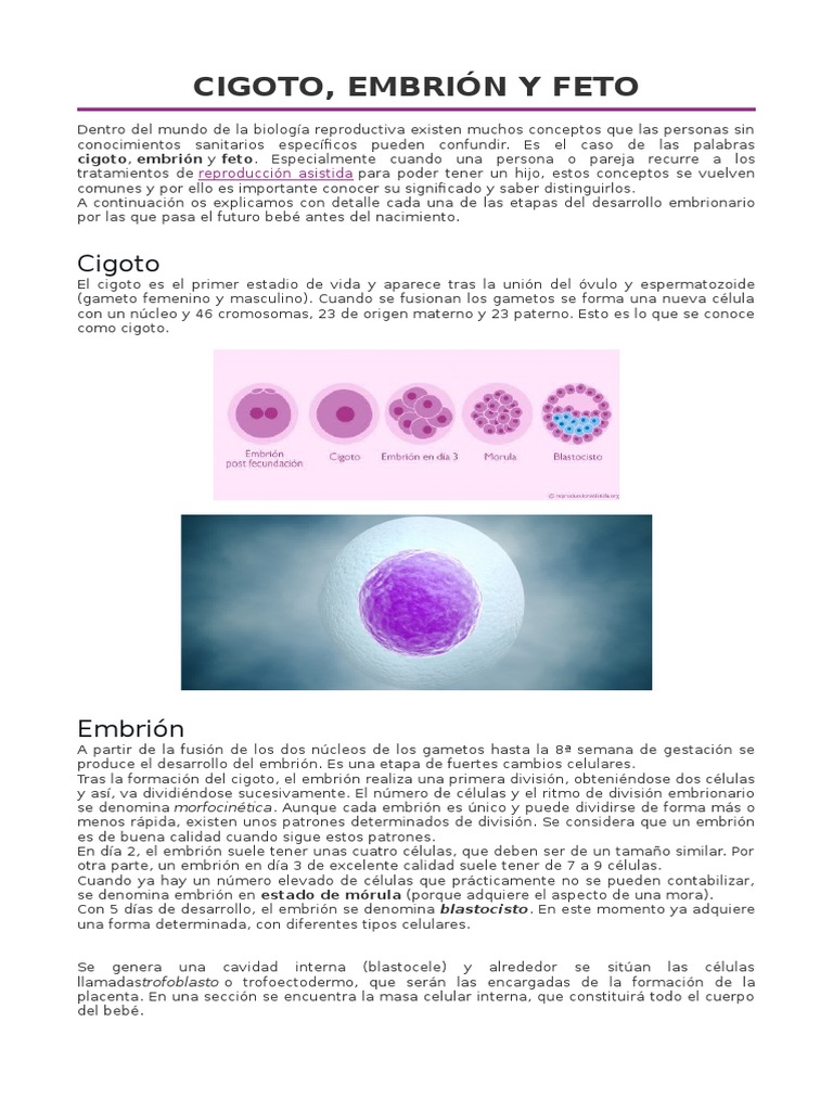 Cigoto Embrion y Feto | Implantación (Embrión humano) | Procesos biológicos
