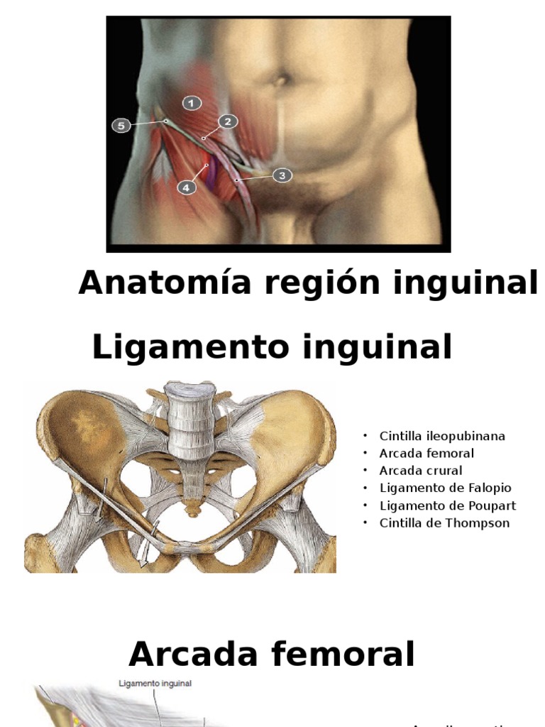 Anatomía Región Inguinal | PDF