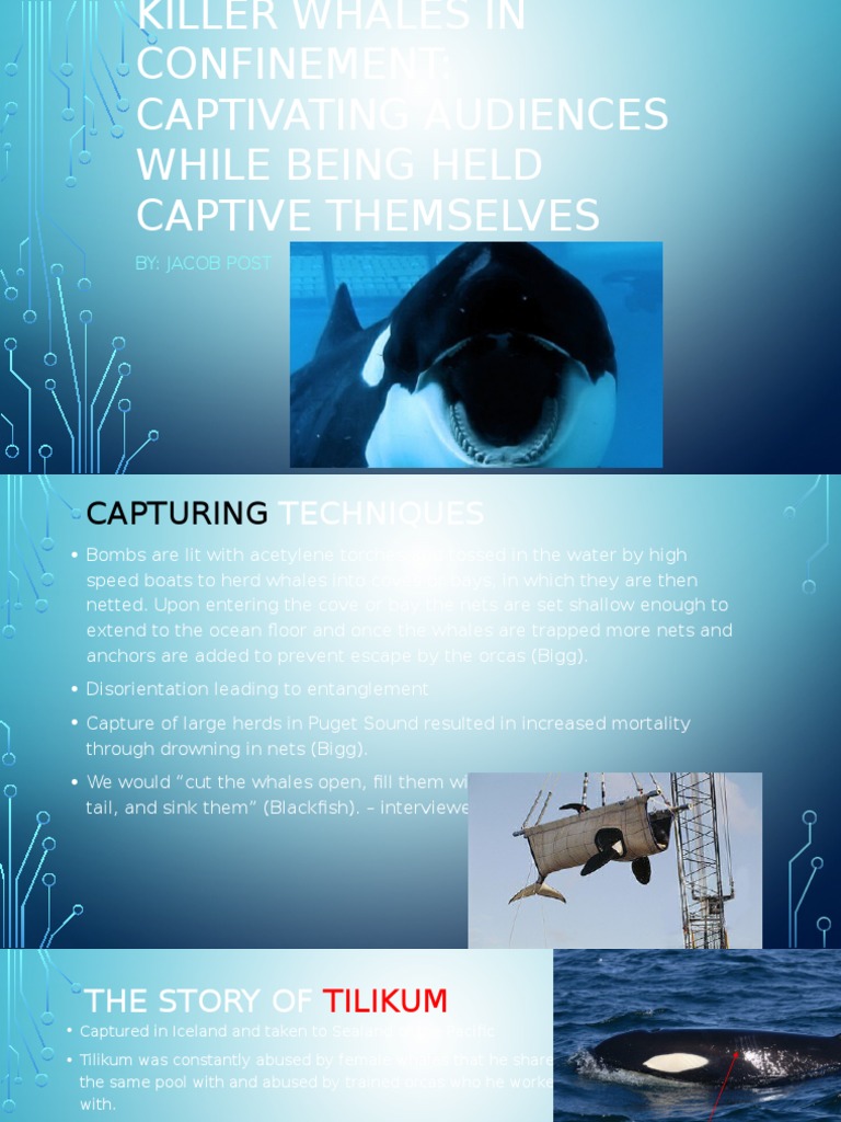 Killer Whales PowerPoint | PDF | Killer Whale | Sea World