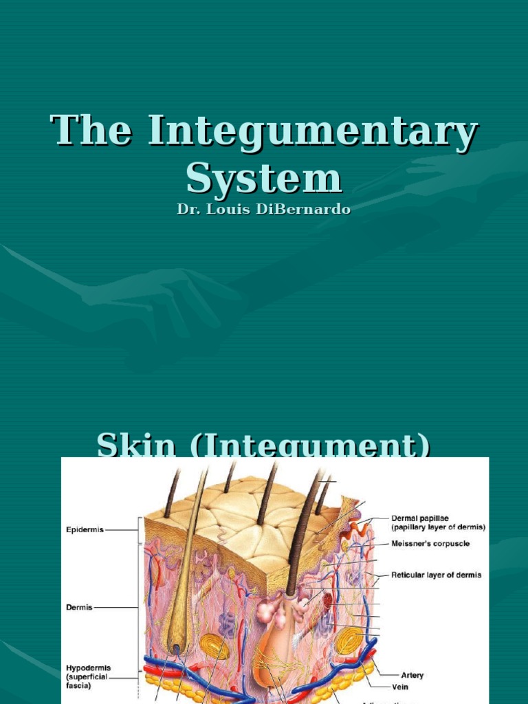 BIO 239 Integumentary System | PDF