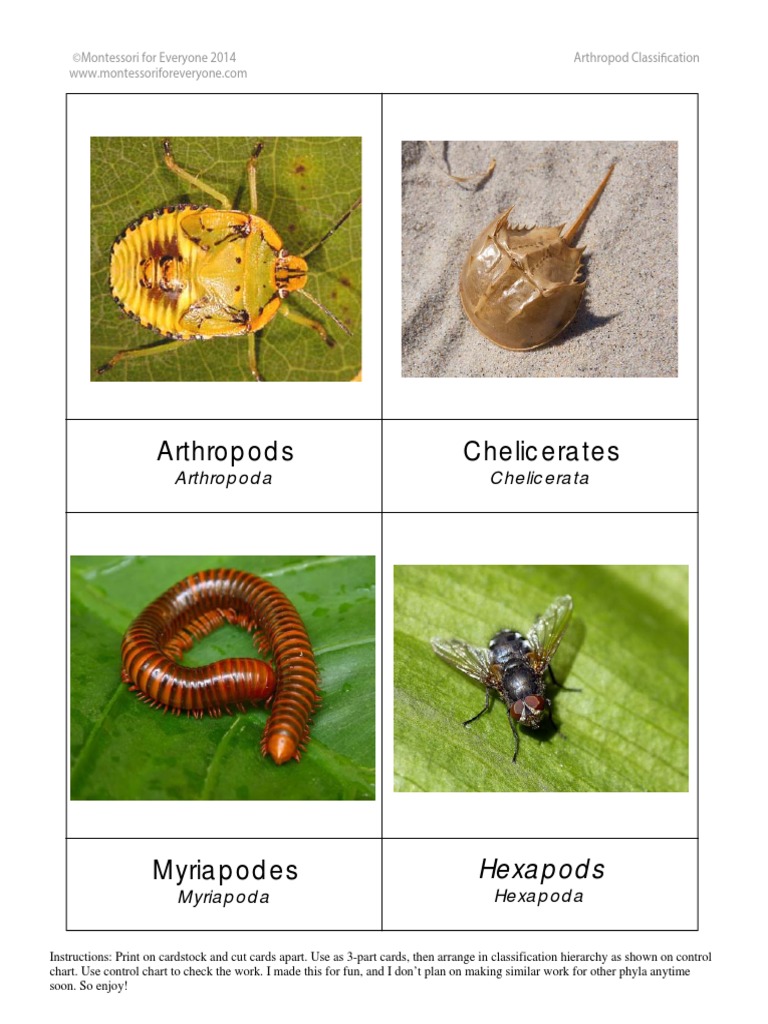 Arthropod Classification | PDF | Crustacean | Chelicerates