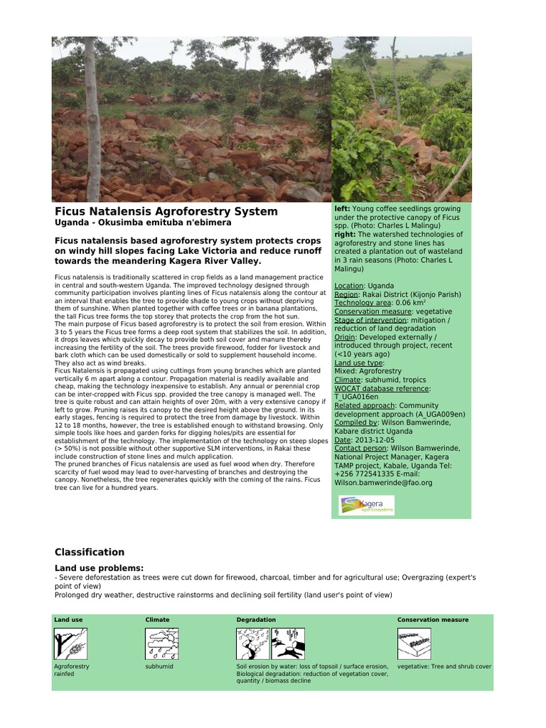 Ficus Mutuba | PDF | Trees | Soil