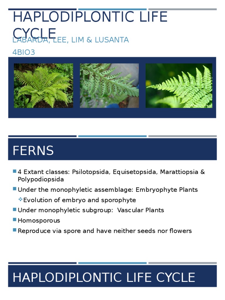 Genetics Ferns Lab Report | PDF | Spore | Horticultural Techniques
