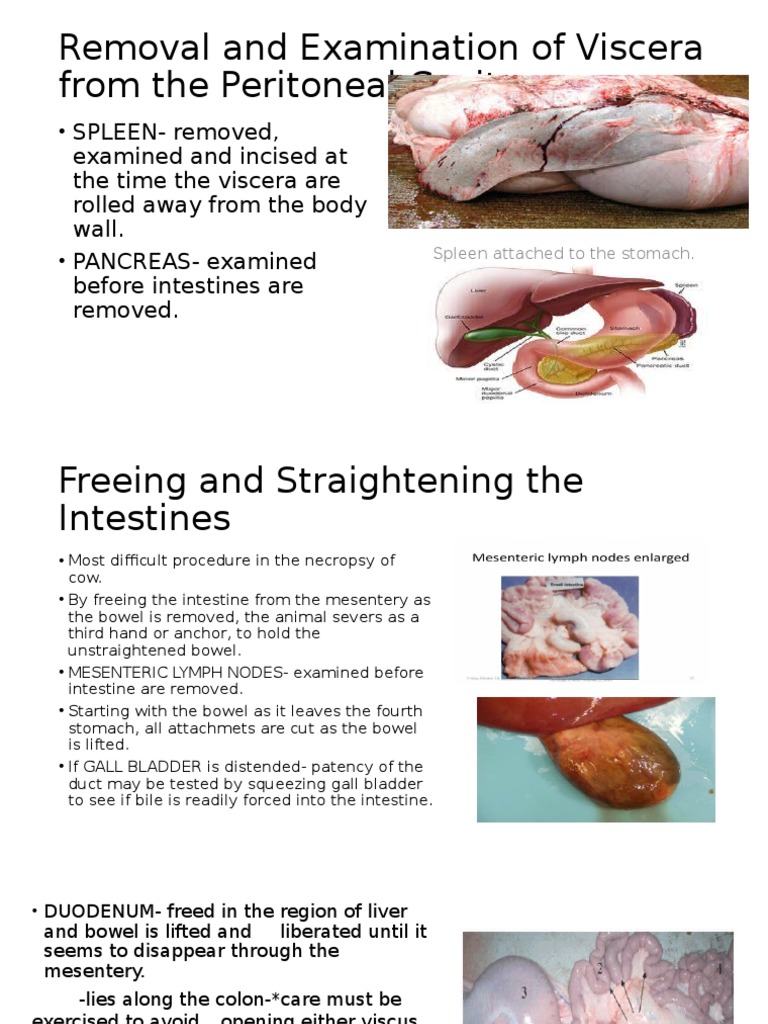 Removal and Examination of Viscera From The Peritoneal Cavity | PDF ...