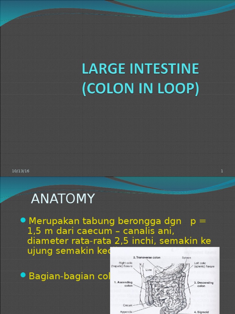 Colon in Loop Edit | PDF | Usus Besar | Istilah Gerakan Anatomi