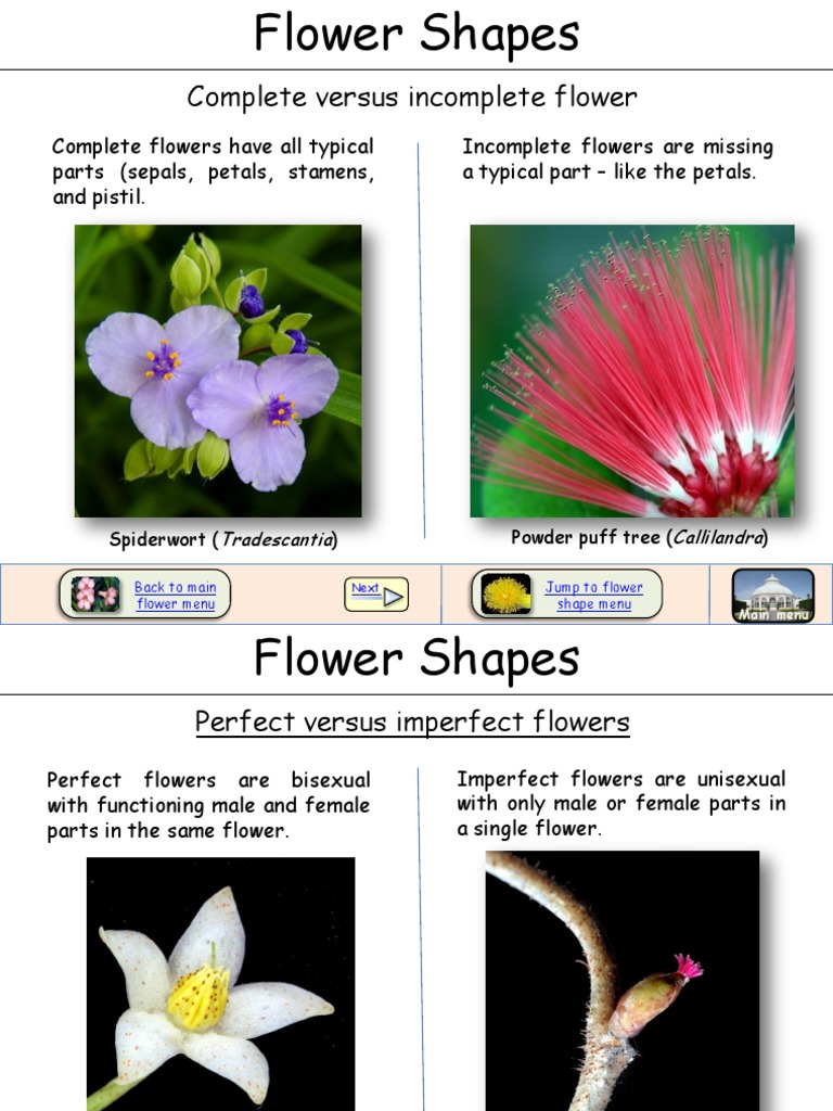 Flower Shapes | Petal | Flowers | Free 30-day Trial | Scribd