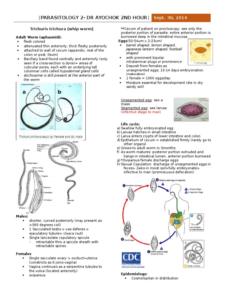 Other Aphasmids | PDF | Gastroenterology | Medical Specialties