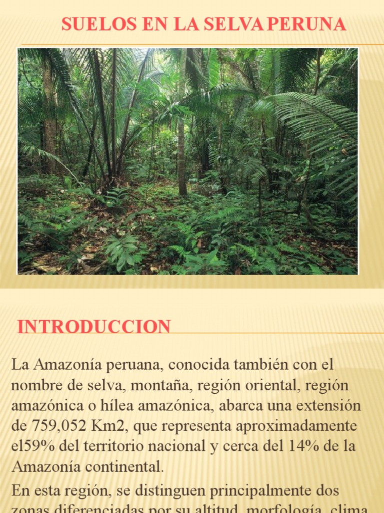 Suelos de La Selva | Selva amazónica | Andes