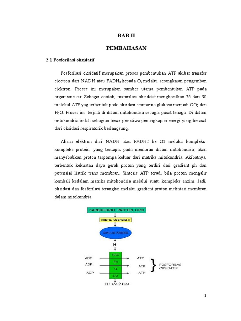 Fosforilasi Oksidatif Komples 1-4 | PDF | Teknologi & Rekayasa