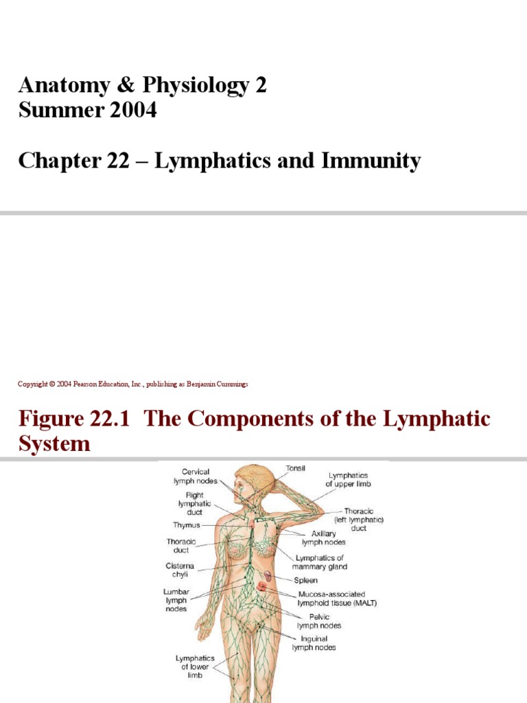 Ppt Lymphatics Immunity Lymphatic System Immune System