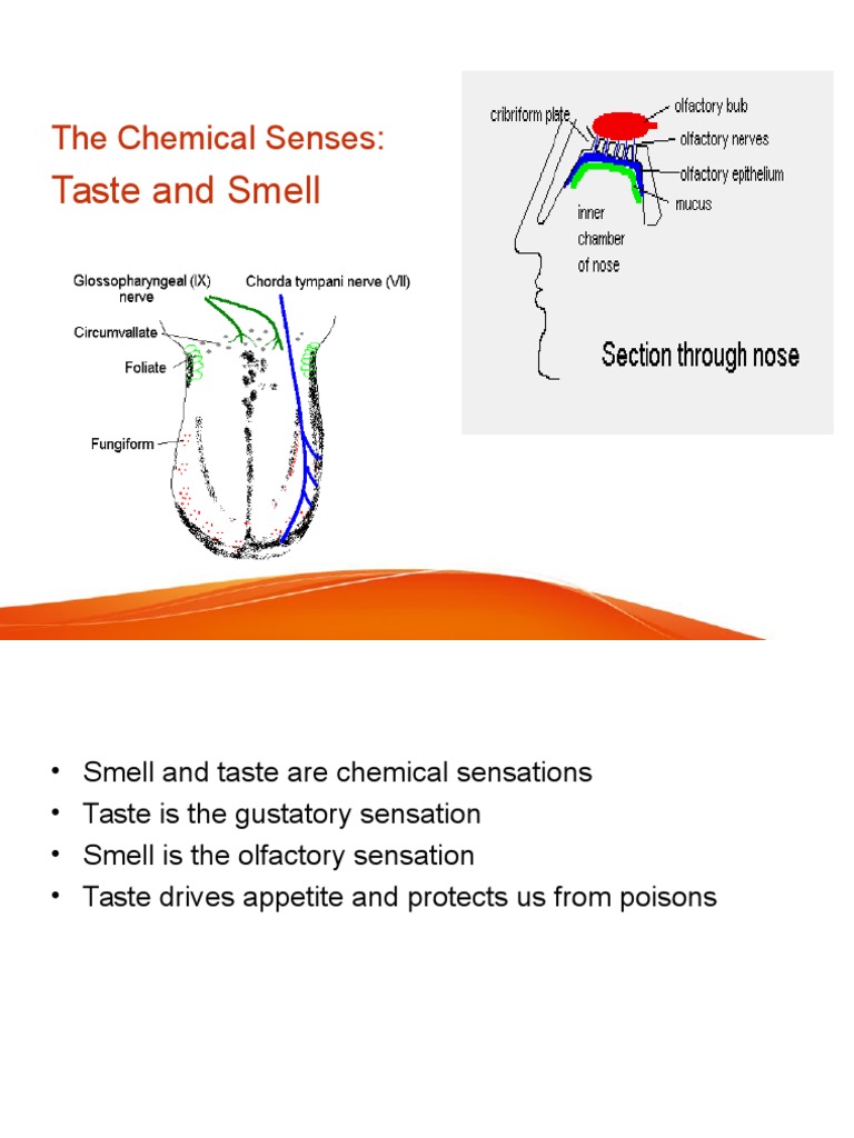 Understanding Taste and Smell Mechanisms | PDF | Taste | Olfaction