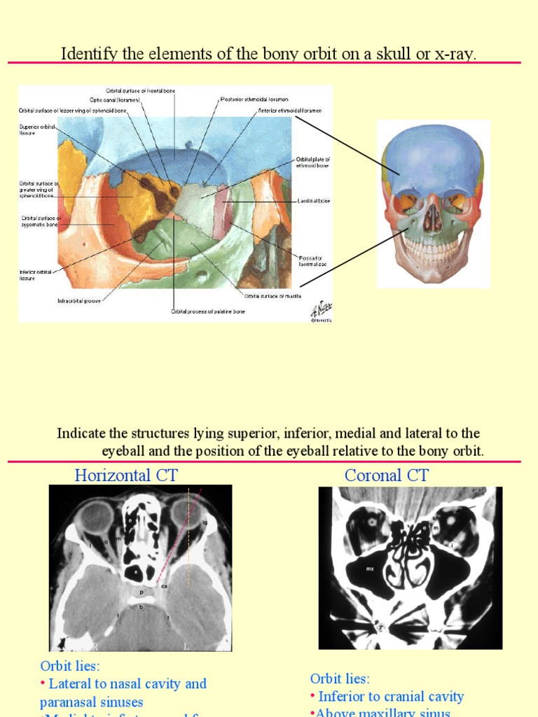 Eye & Orbit | Human Anatomy | Neurology