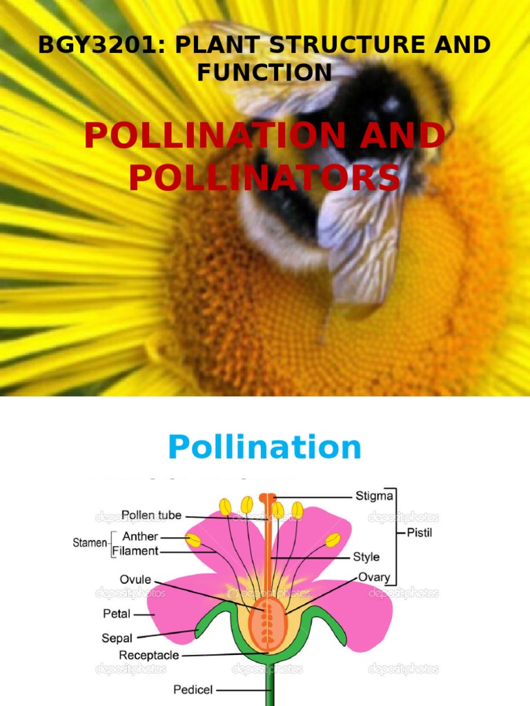 Understanding Pollination and Pollinators | PDF | Pollination ...
