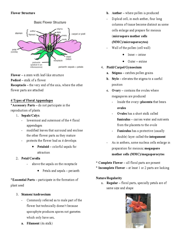 Botany - Flower Structure PDF | PDF | Flowers | Horticultural Techniques