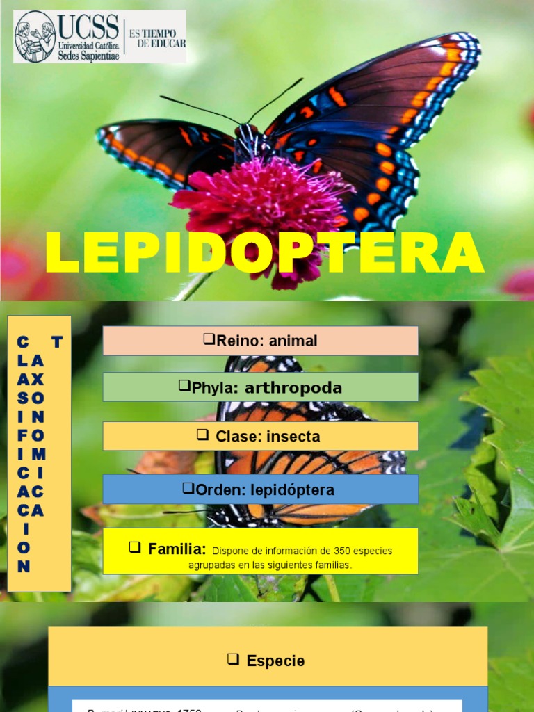 Clasificación y Control de Lepidópteros | PDF | Lepidópteros | Insectos
